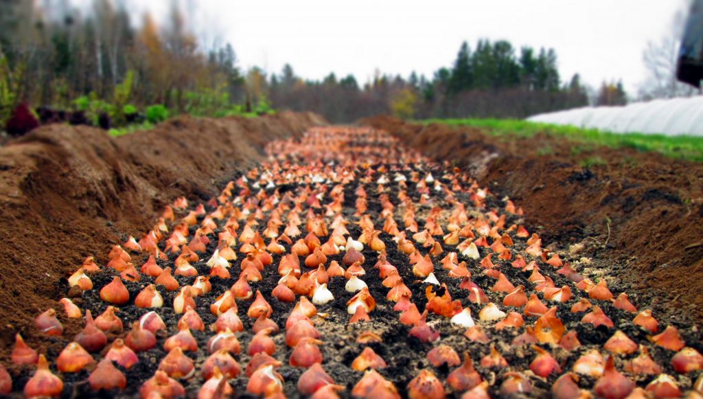 Planting Fall Bulbs Growing Tips From The Broadfork Farmers